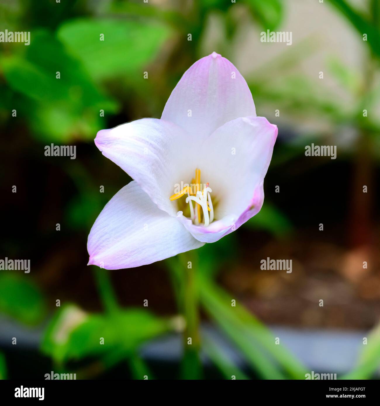 Pink Rain Lily Zephyranthes robusta photographed in a privet garden in ...