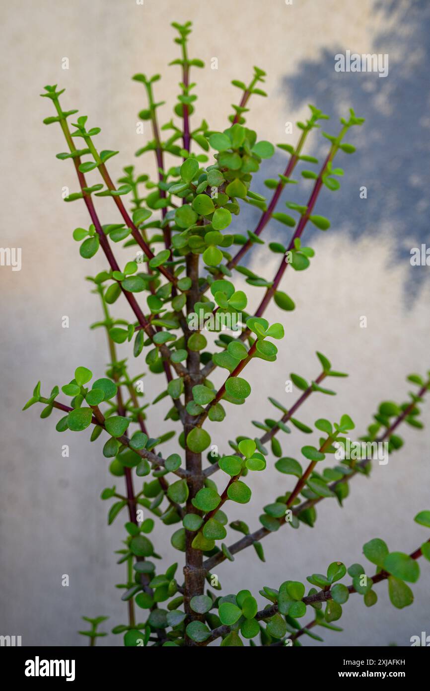 Portulacaria afra known as elephant bush, porkbush, purslane tree ...