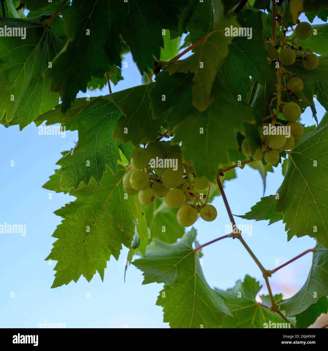 Grapes on a grape vine in a garden with a blue sky background, Negev Desert, Israel in June ...