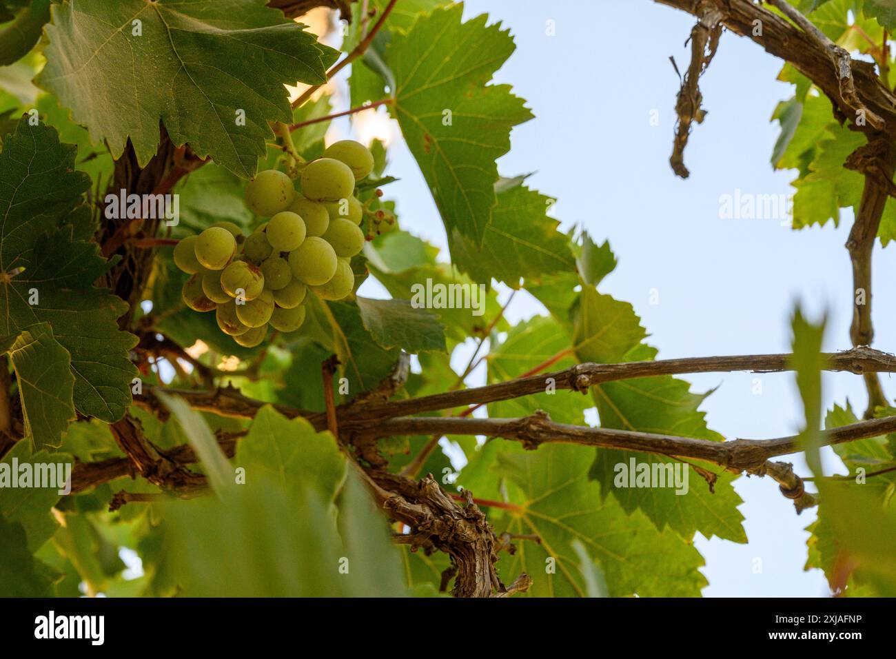 Grapes on a grape vine in a garden with a blue sky background, Negev Desert, Israel in June ...
