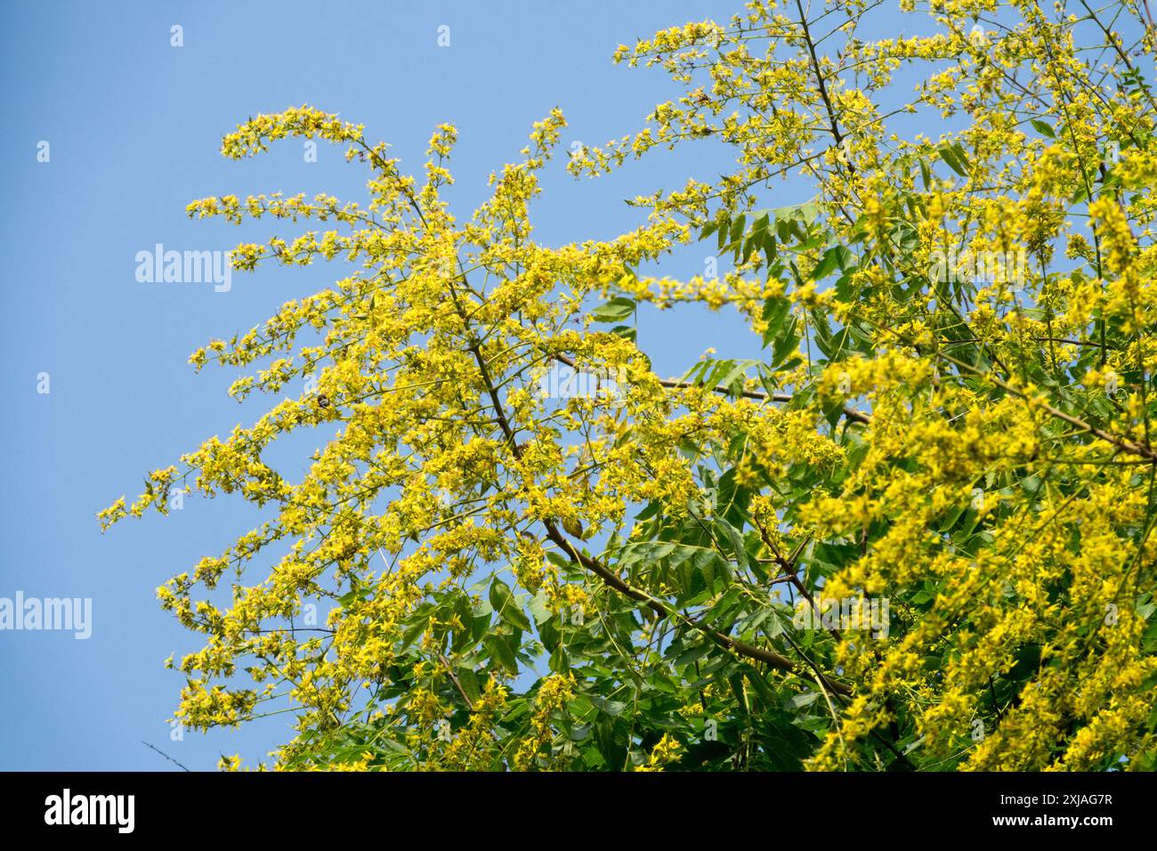 Golden Rain Tree Koelreuteria paniculata Yellow Panicled Flowers Goldenraintree Goldenrain Tree ...