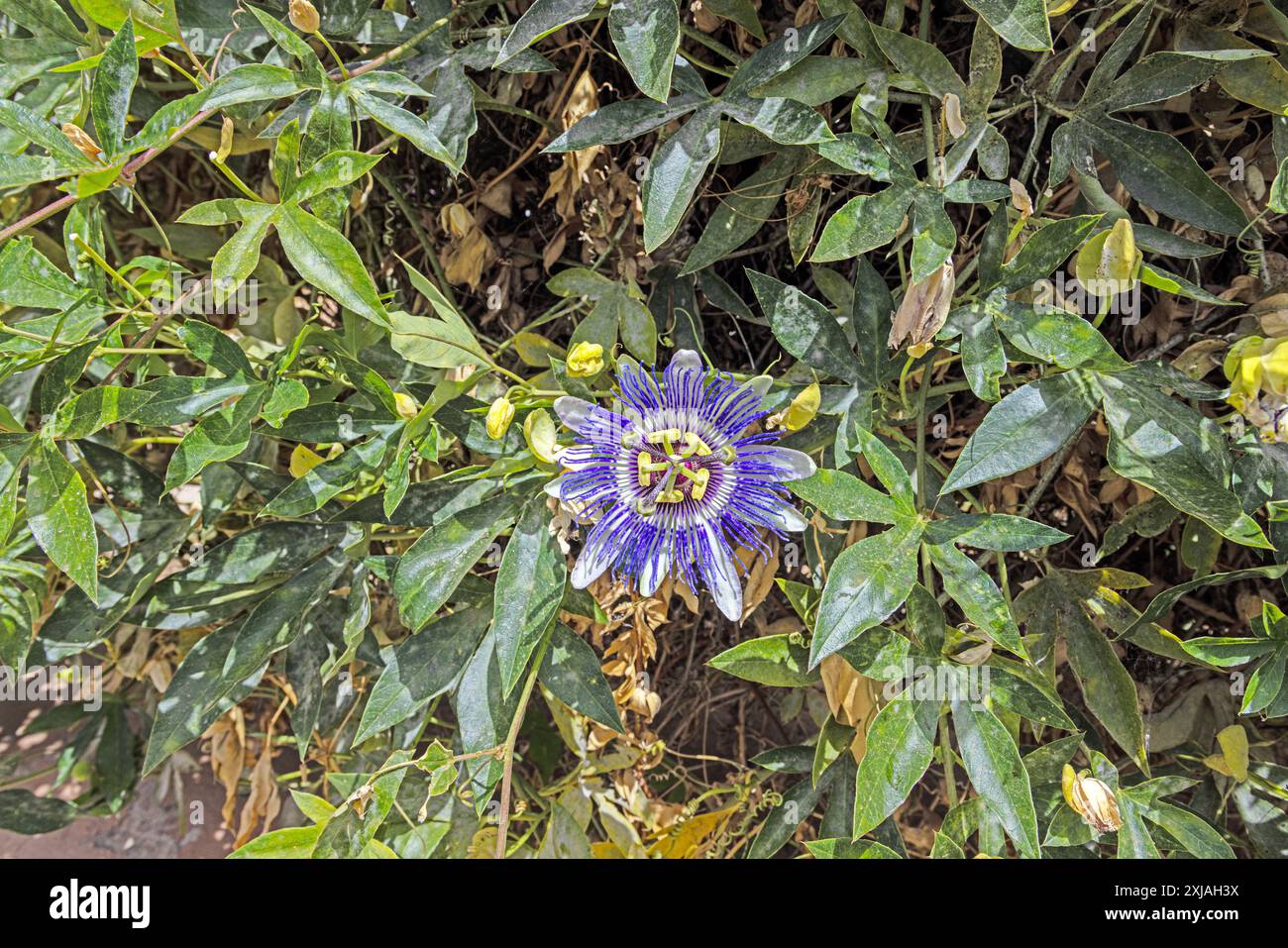 Image of a flower of a passion flower cropped in frontal view from ...