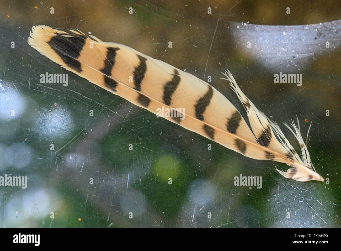 feather of a western barn owl (Tyto alba) هامة Stock Photo - Alamy