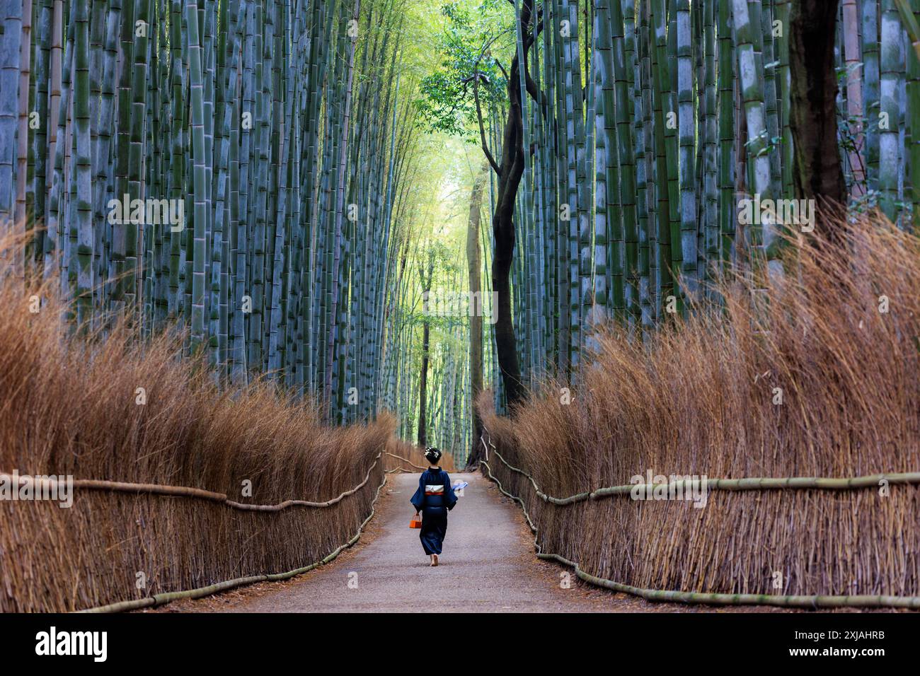 Arashiyama bamboo groove forest near Kyoto, Japan Stock Photo - Alamy