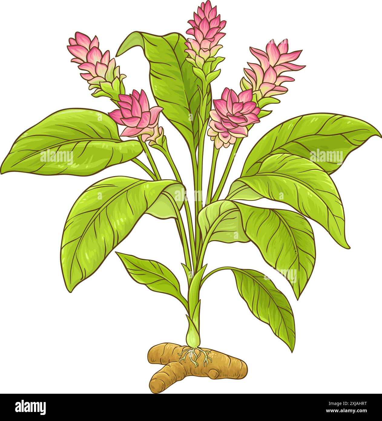 Turmeric Plant with Flowers, Root and Leaves Colored Detailed ...