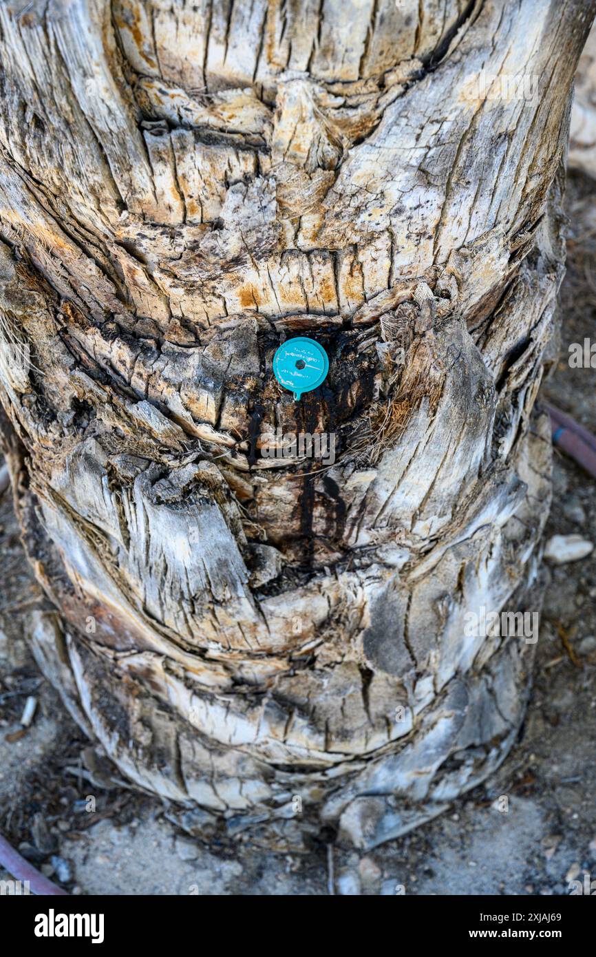 Date Palm tree treated against palm weevil (Rhynchophorus ferrugineus ...