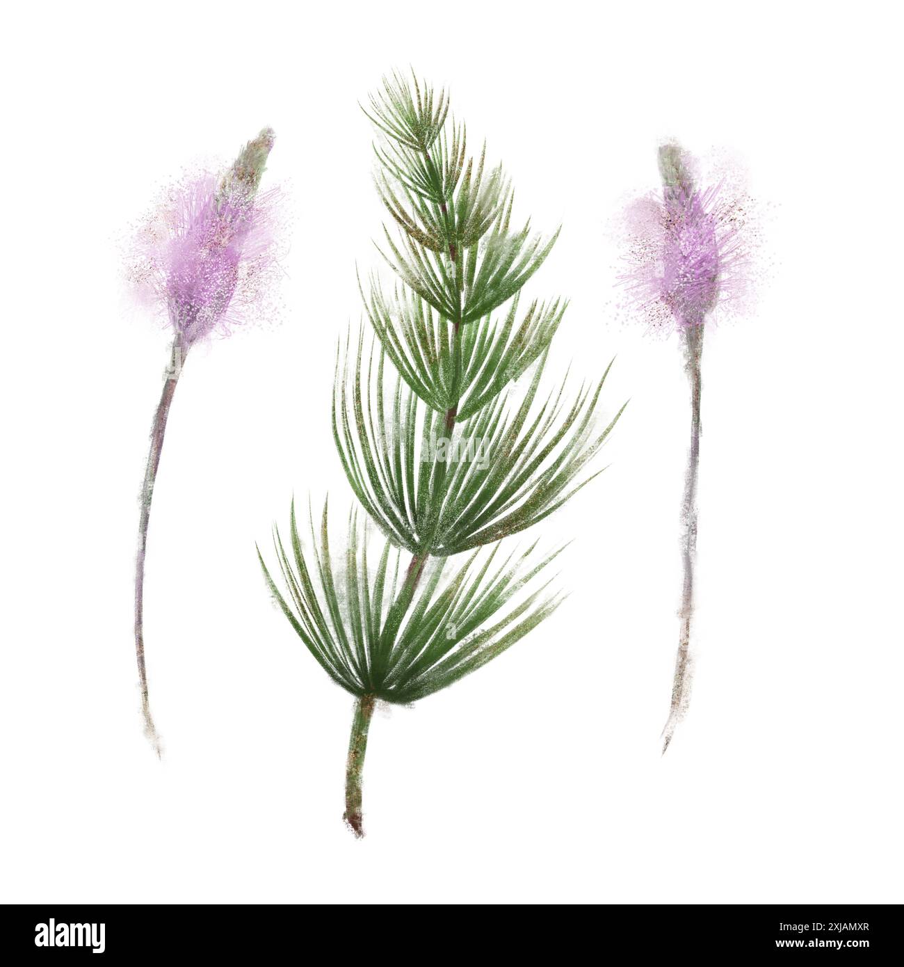 Simple yet elegant botanical illustration hi-res stock photography and ...