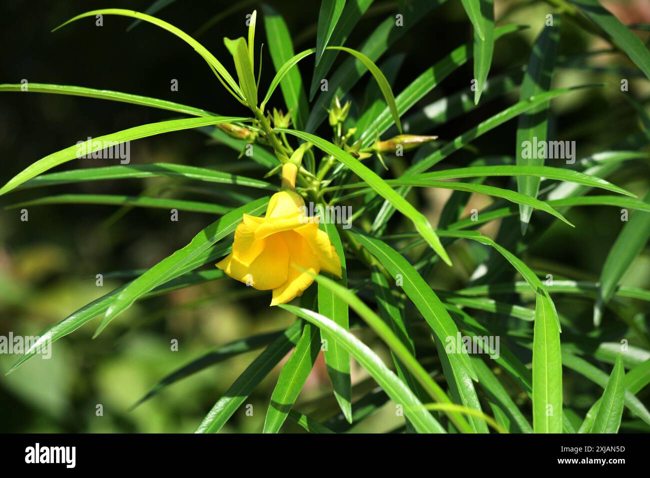 Yellow Oleander (Cascabela Thevetia) flower along with linear glossy leaves : (pix Sanjiv Shukla ...