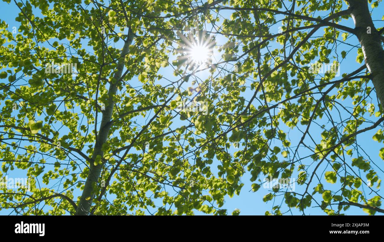 Morning sun rays through swaying hi-res stock photography and images ...