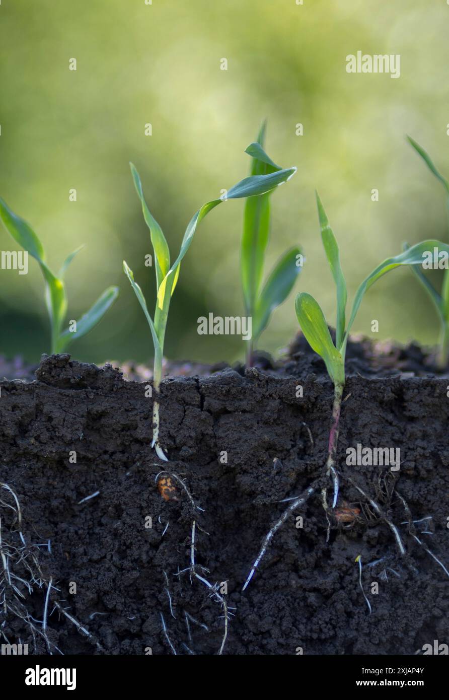 Young corn plants with roots in the soil Stock Photo - Alamy