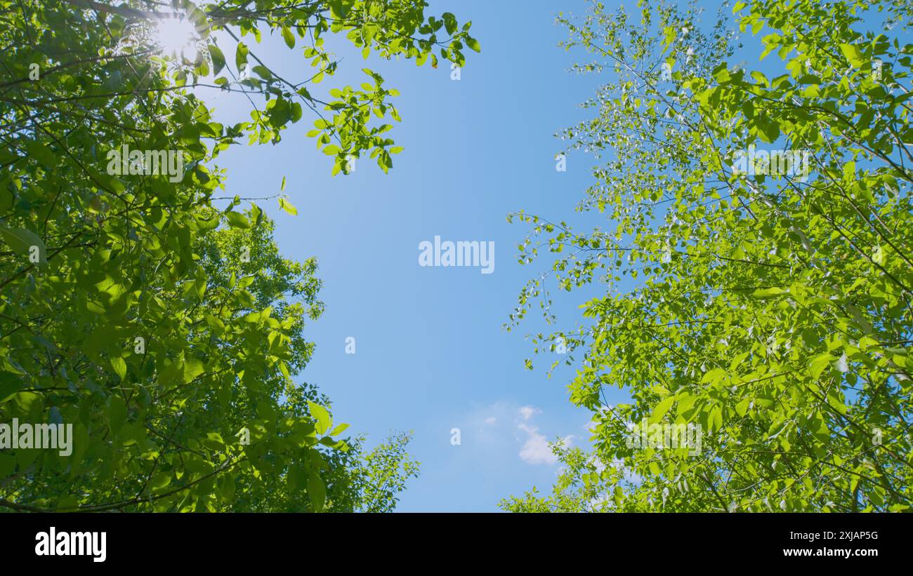 Wide shot. Hiking Trail Walking Path In Wild Green Deciduous Forest ...