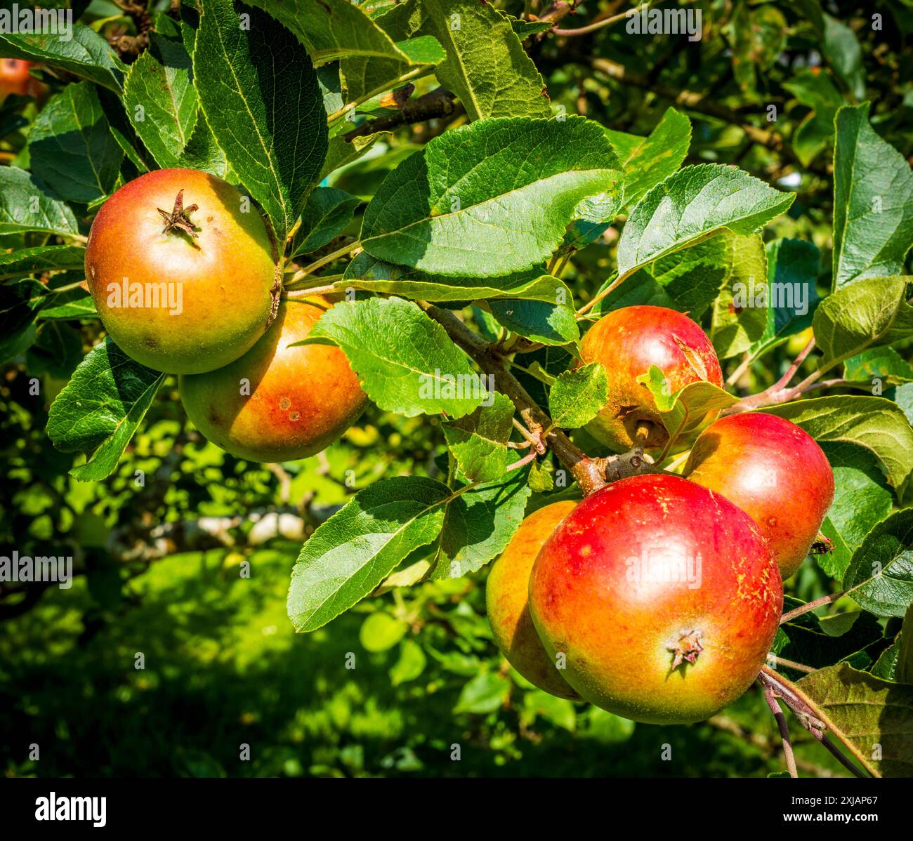 Apples growing in a small orchard in the Scottish Borders near Melrose ...