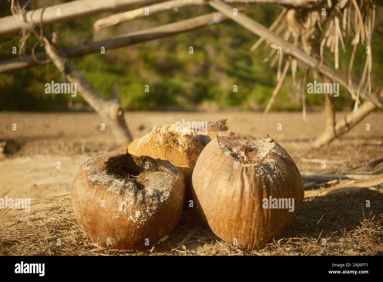 Some dry coconut shells are left just lying on the sandy ground in the ...