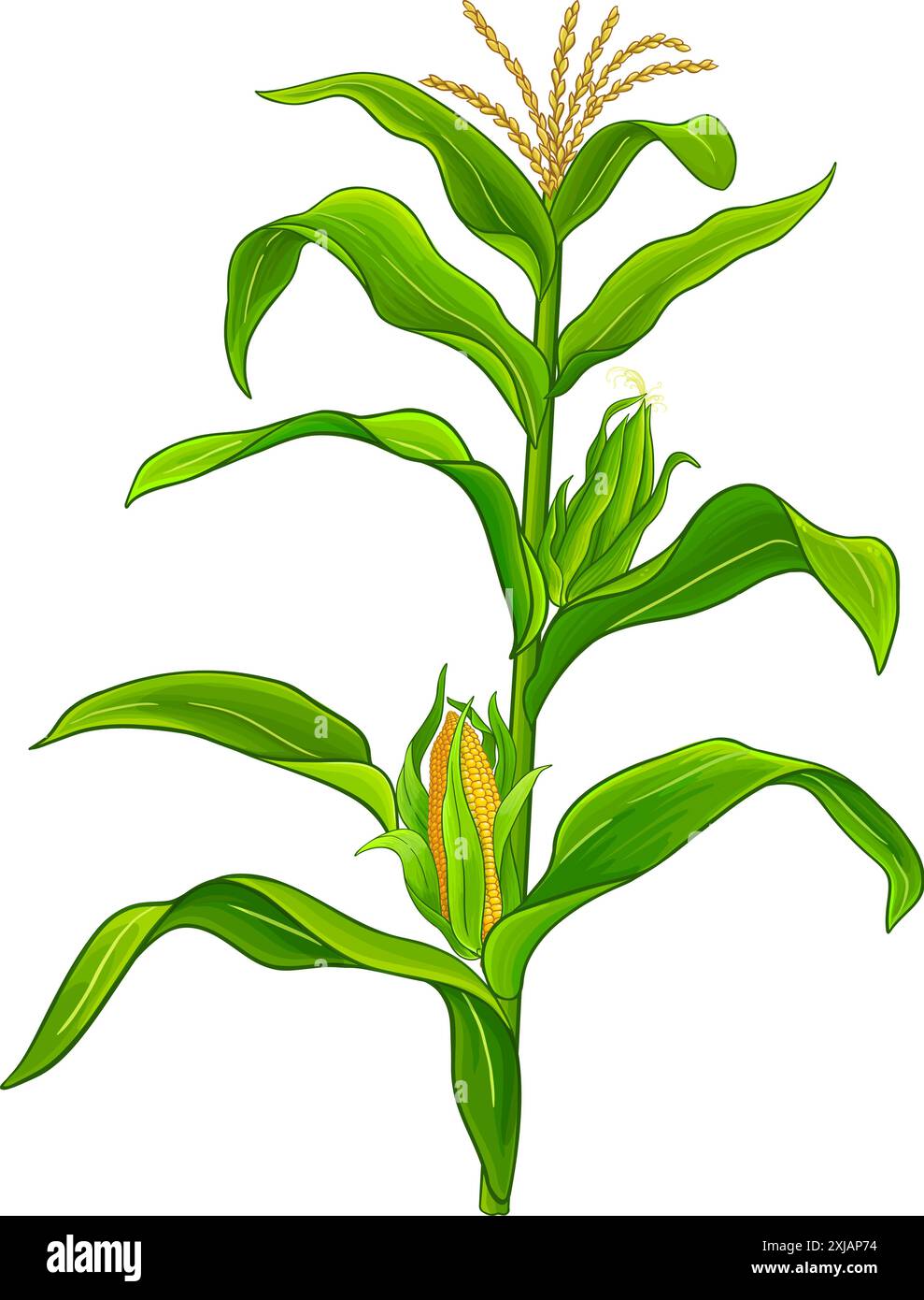 Corn Plant Colored Detailed Illustration. Organic natural nutritional ...
