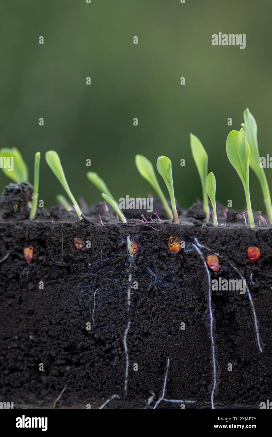 Young corn plants with roots in the soil Stock Photo - Alamy