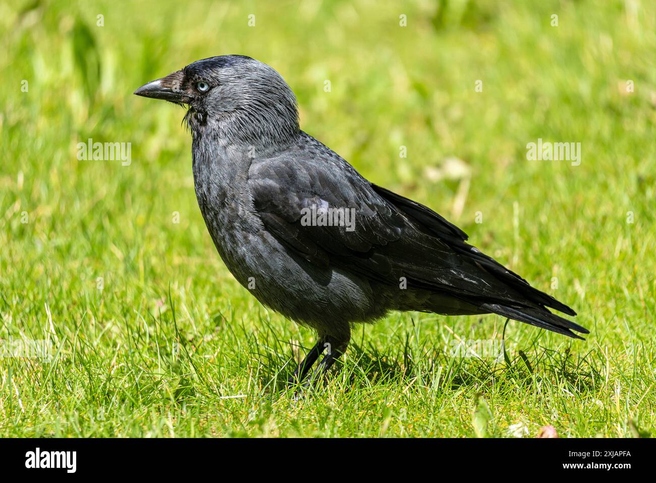 western jackdaw (Coloeus monedula) on meadow Stock Photo - Alamy