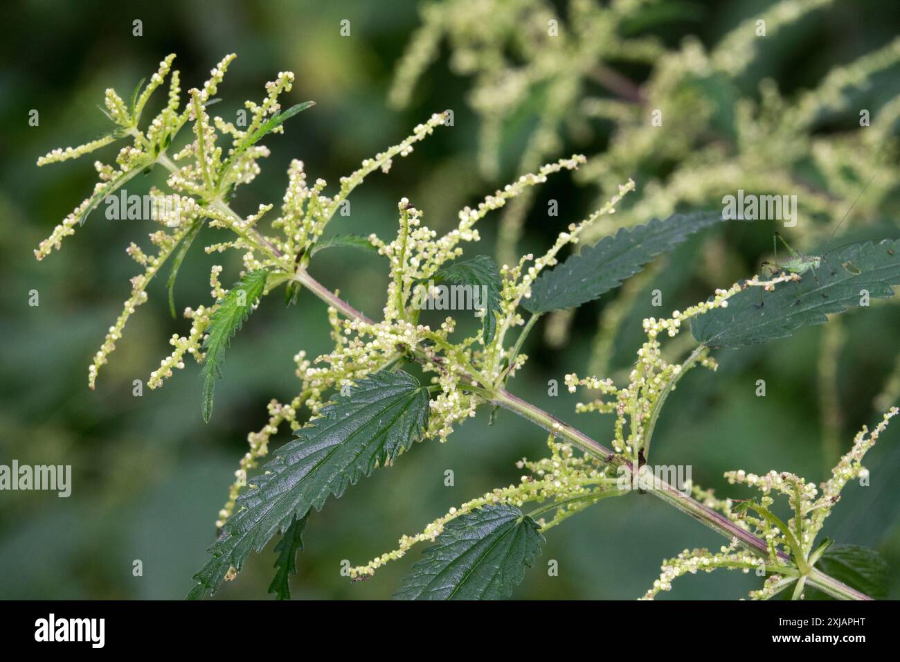 Stinging nettle flowers hi-res stock photography and images - Alamy