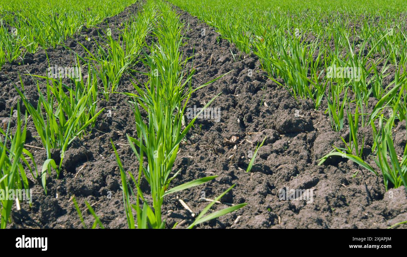 Summertime steadicam hi-res stock photography and images - Alamy