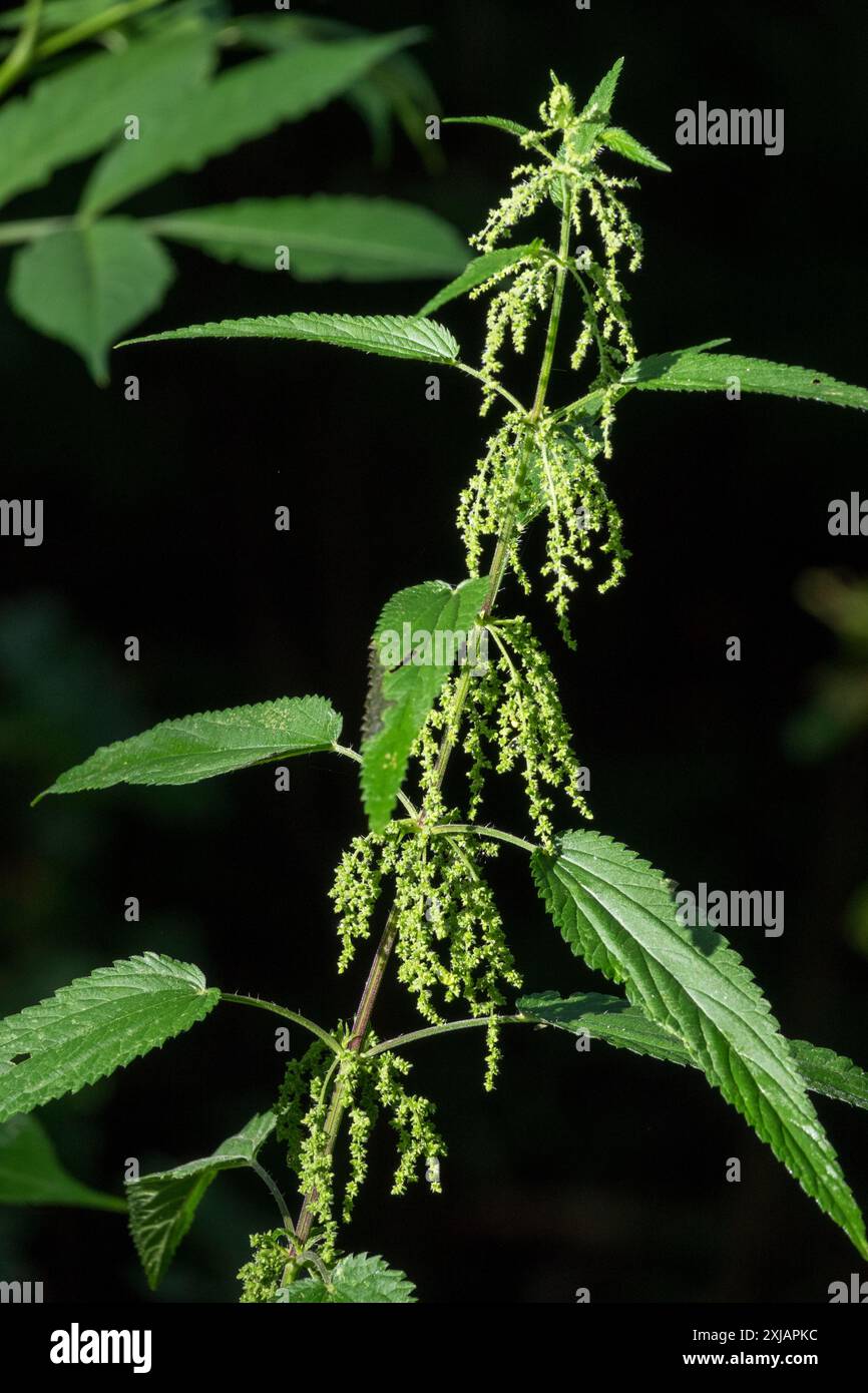 Perennial stinging nettle hi-res stock photography and images - Alamy