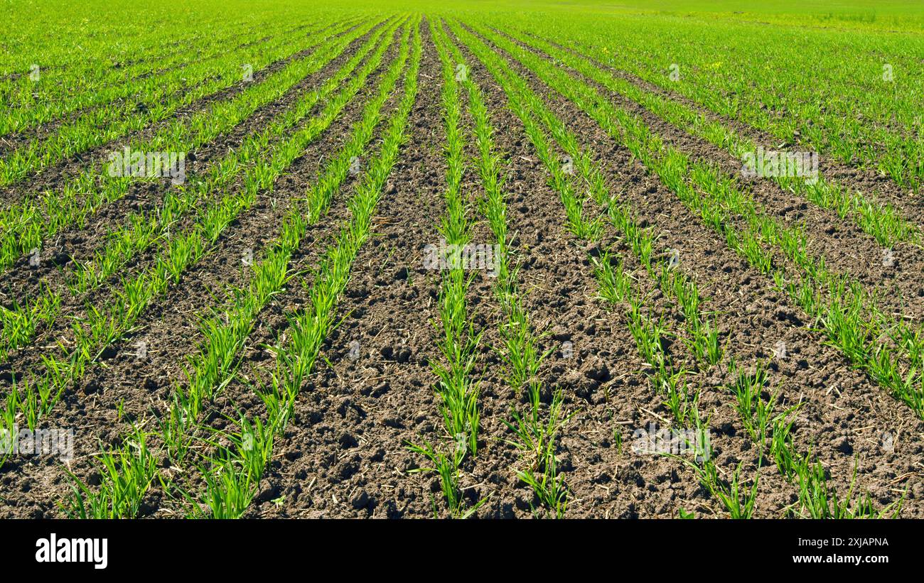Slow motion grass blowing in hi-res stock photography and images - Alamy