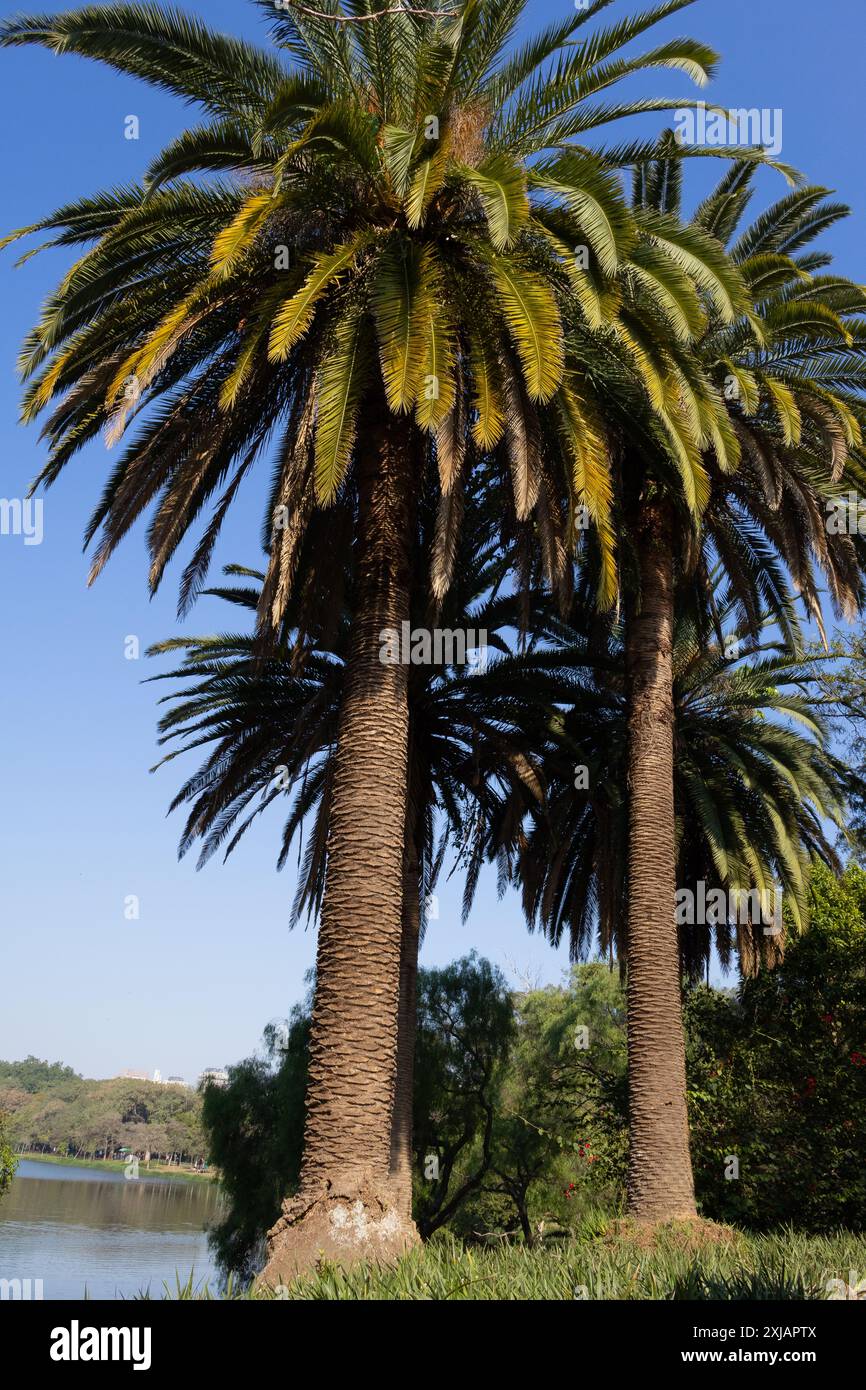Coconut tree canopy hi-res stock photography and images - Alamy
