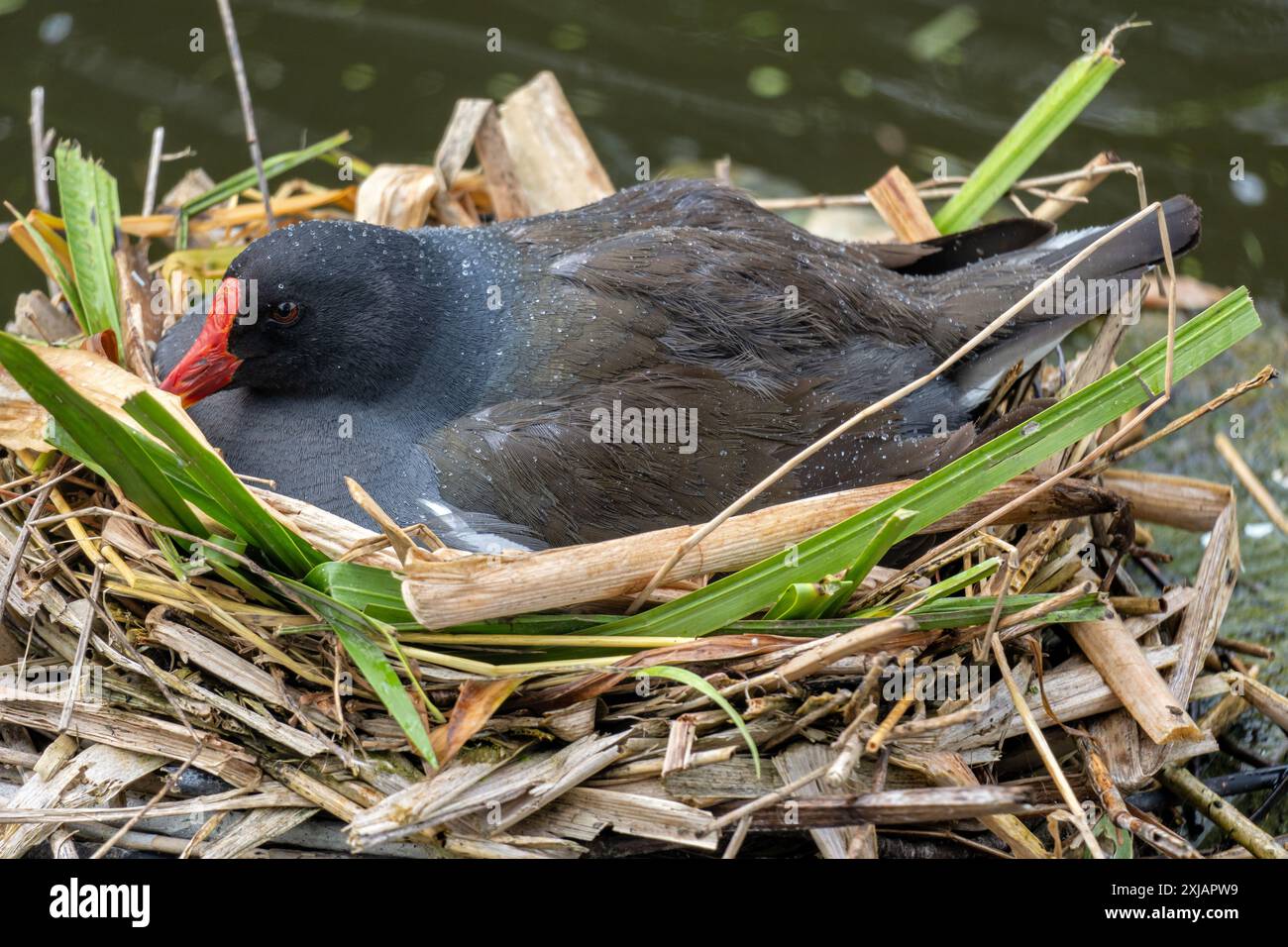 brooding common moorhen (Gallinula chloropus) in nest Stock Photo - Alamy
