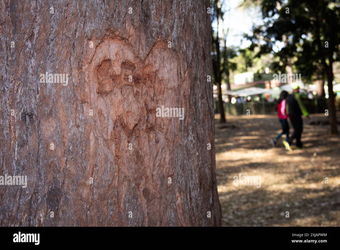 Romance tree hi-res stock photography and images - Alamy