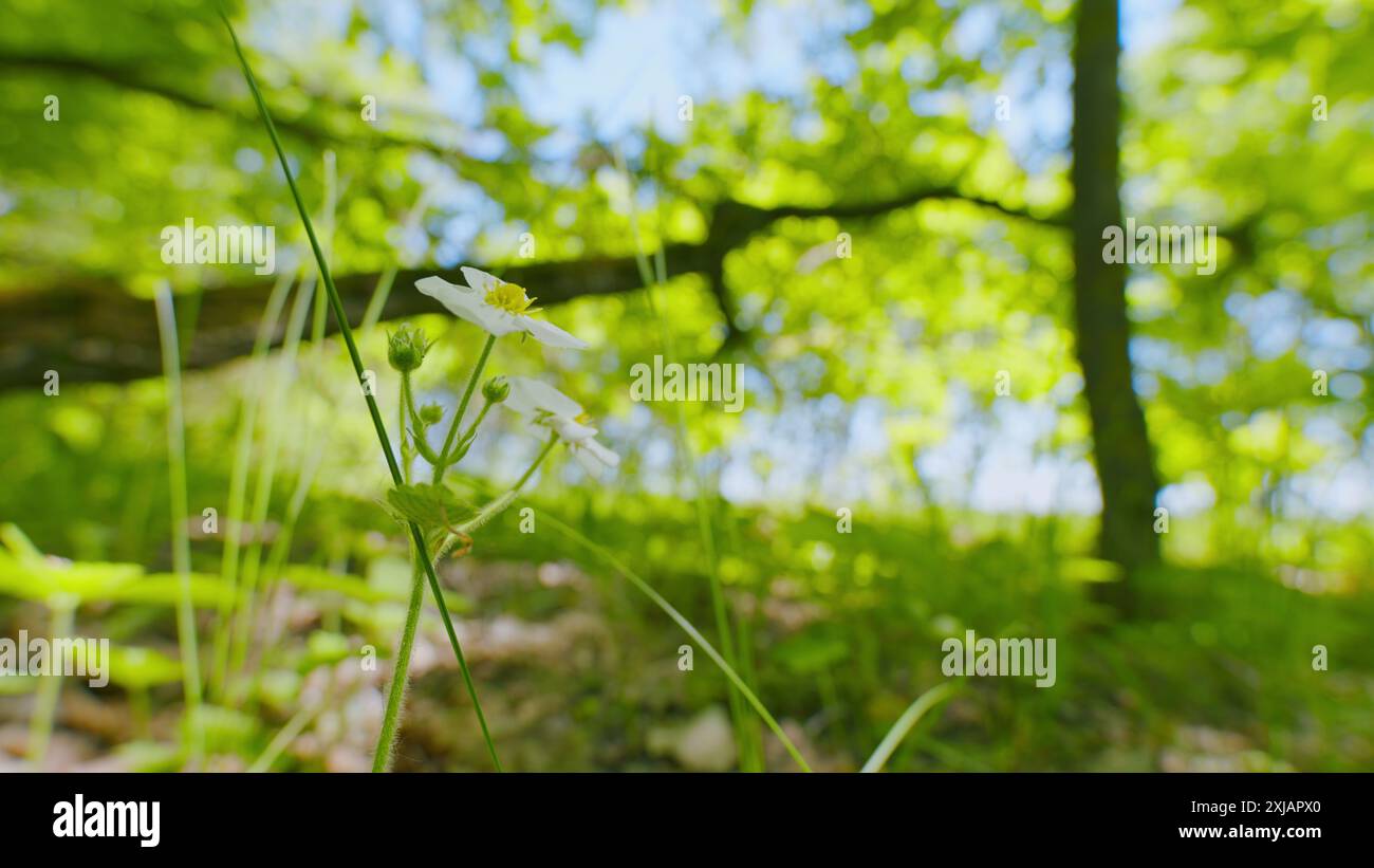 Strawberry bush sways in wind hi-res stock photography and images - Alamy