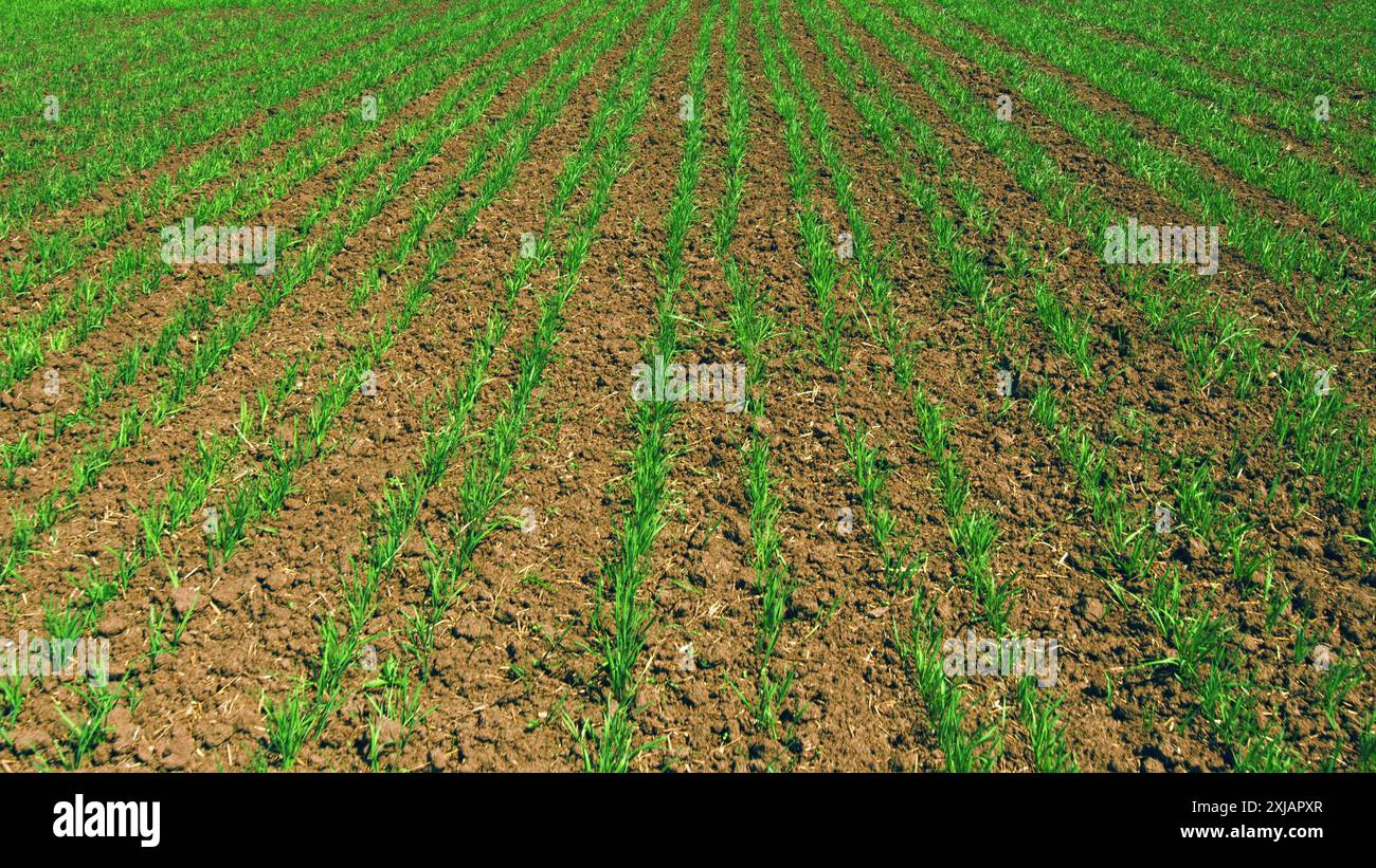 Slow motion. Green Grass Sways In Wind Beautiful Green Wheat Field ...