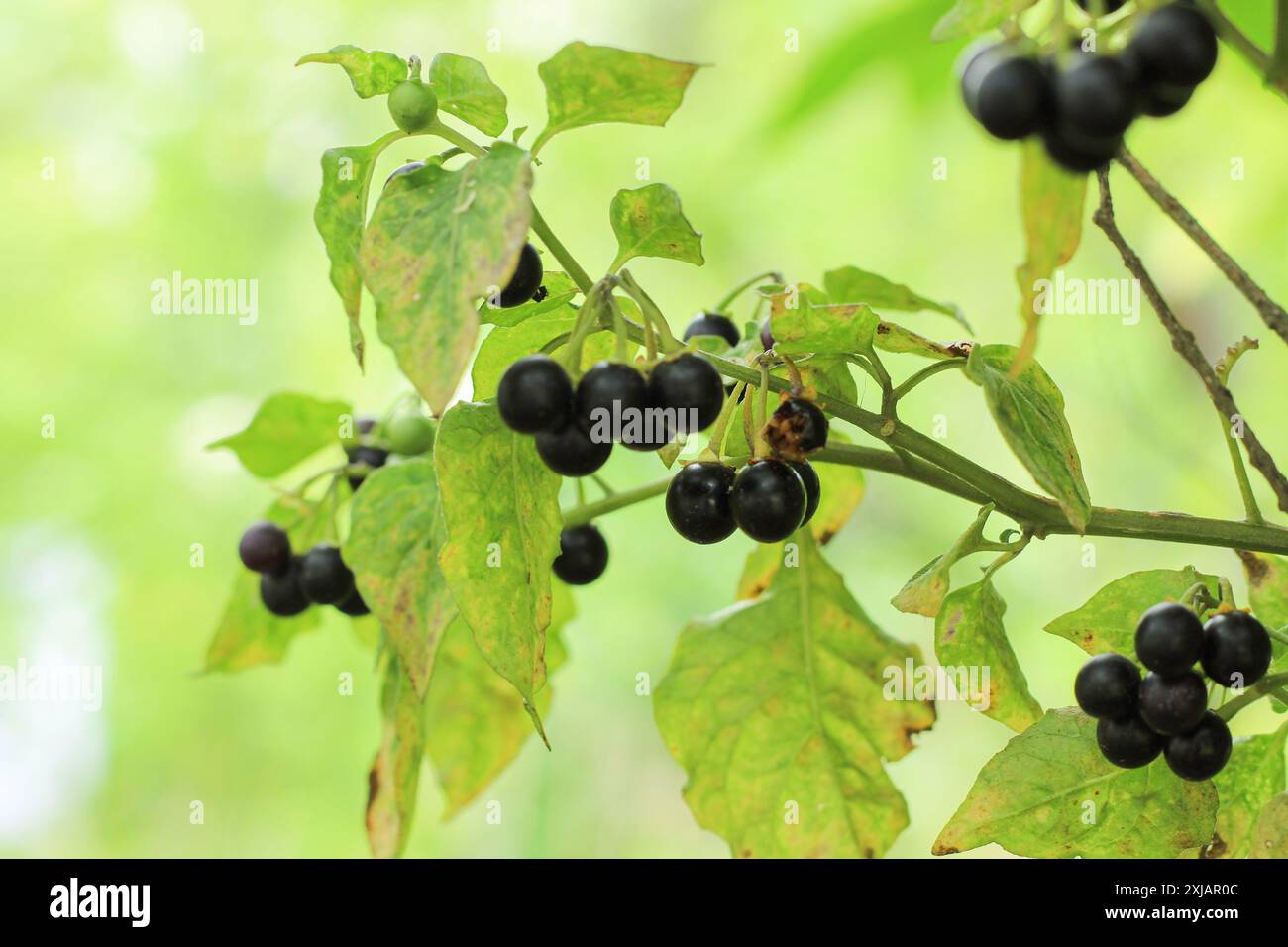 The black nightshade (Solanum nigrum) poisonous weed. Ball shaped ...