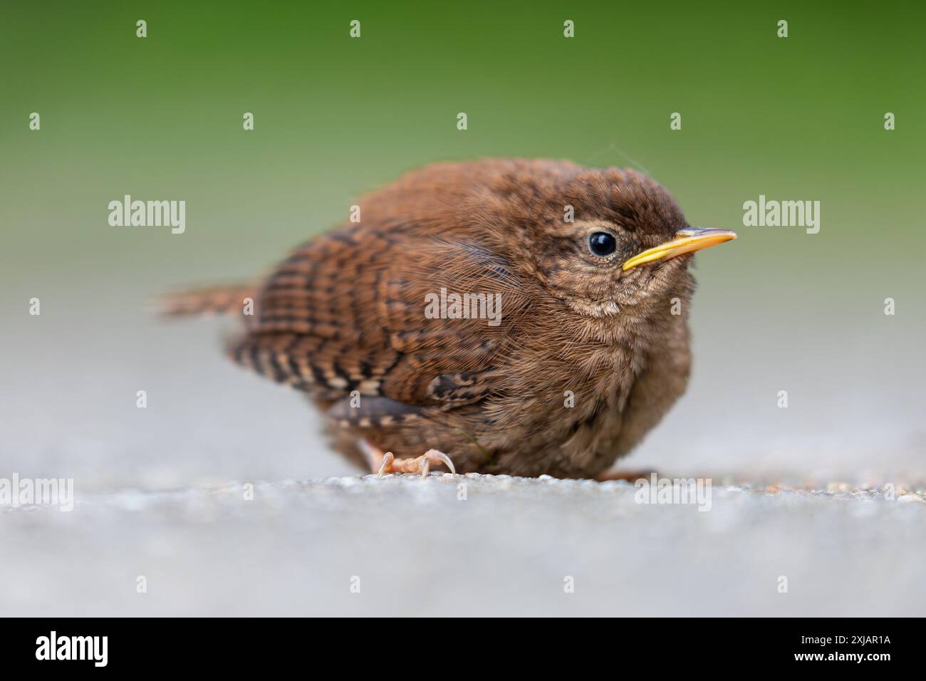 Wren flying hi-res stock photography and images - Alamy