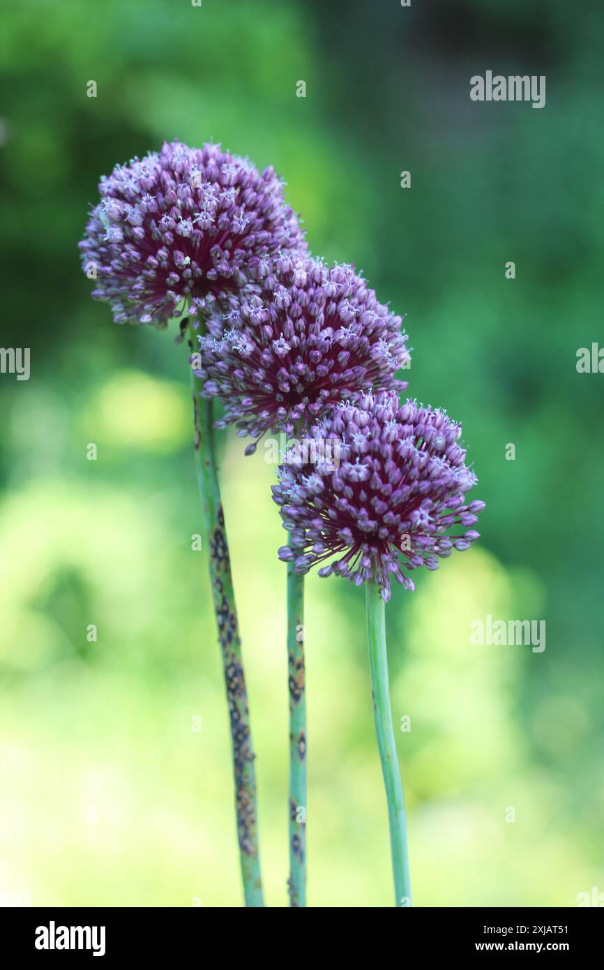 Allium sphaerocephalon, known as snake garlic, is a type of onion ...