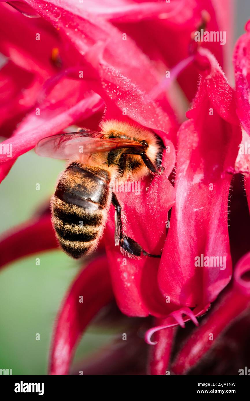 Eastern honey bee hi-res stock photography and images - Alamy