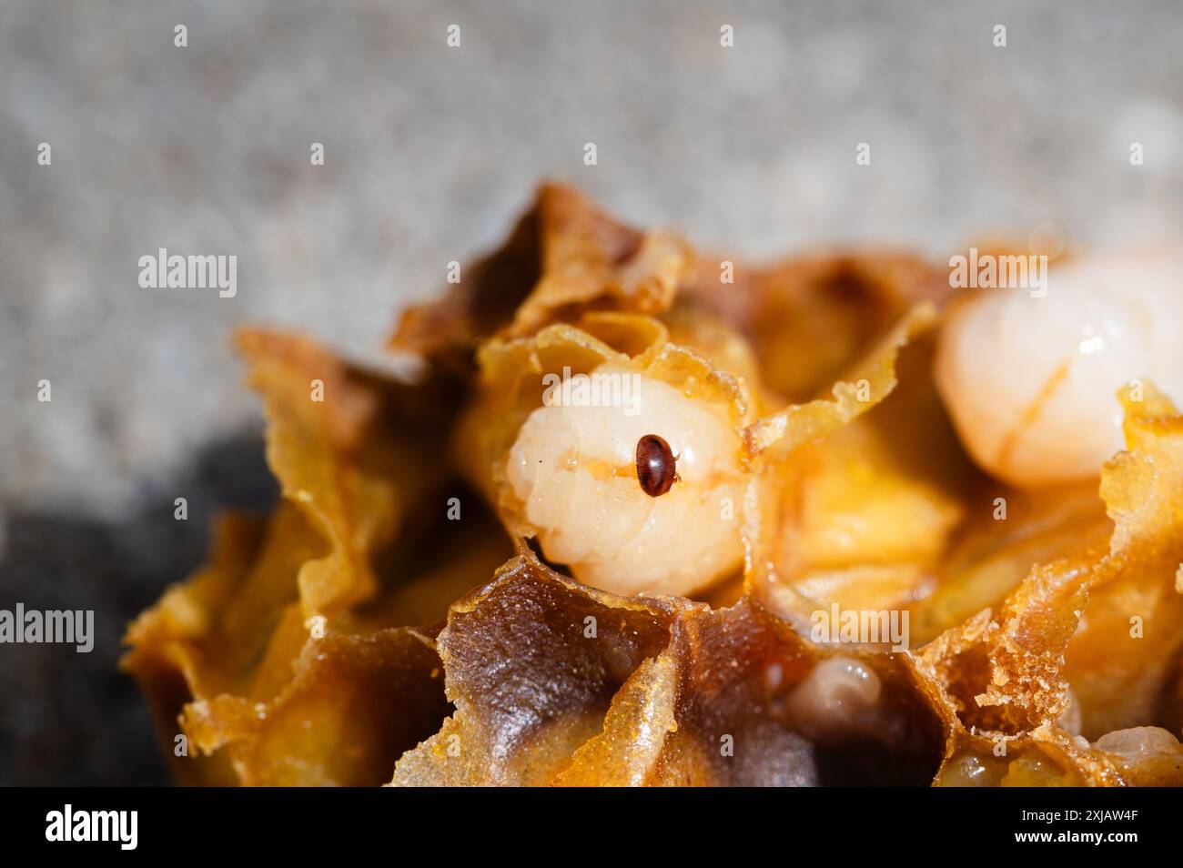 Varroa mite on bee hi-res stock photography and images - Alamy