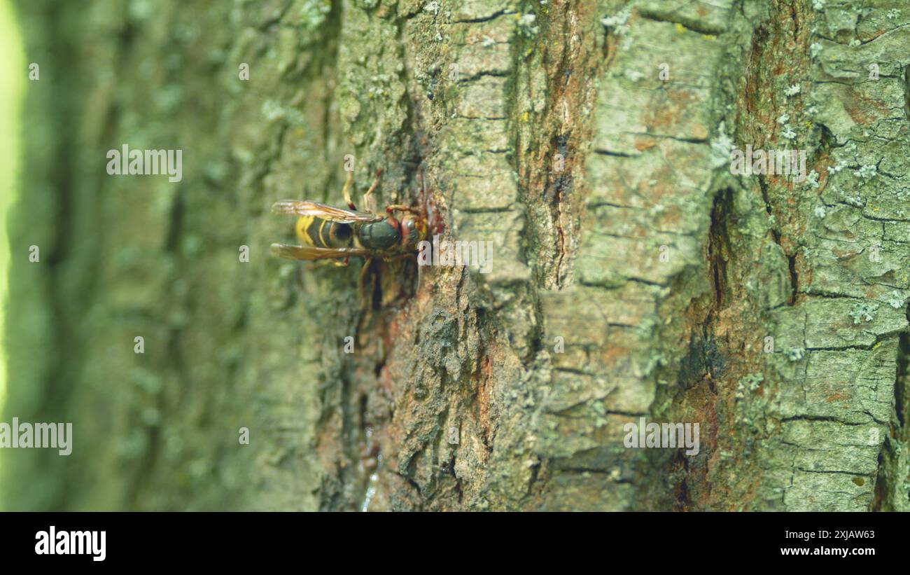 Close up. European hornet or vespa crabro on wooden bark of tree ...