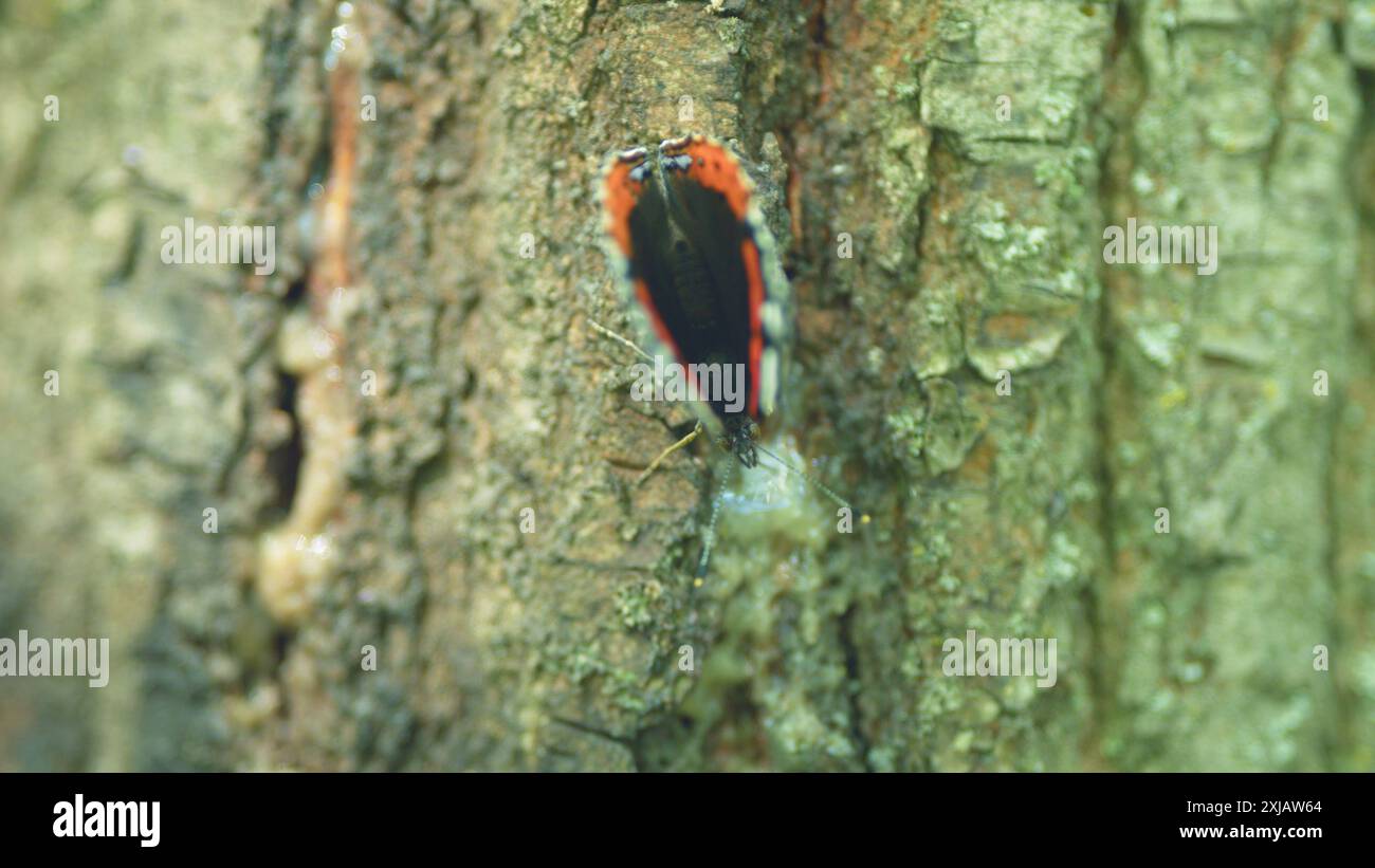 A butterfly flaps its wings hi-res stock photography and images - Alamy