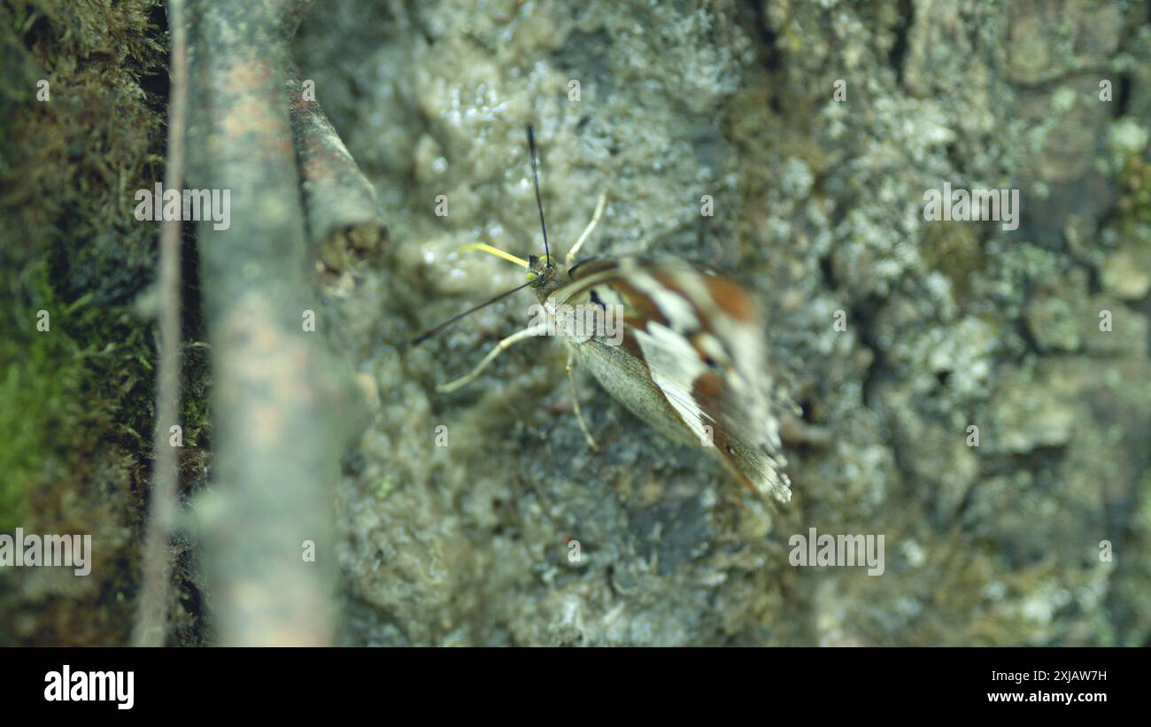 A butterfly flaps its wings hi-res stock photography and images - Alamy