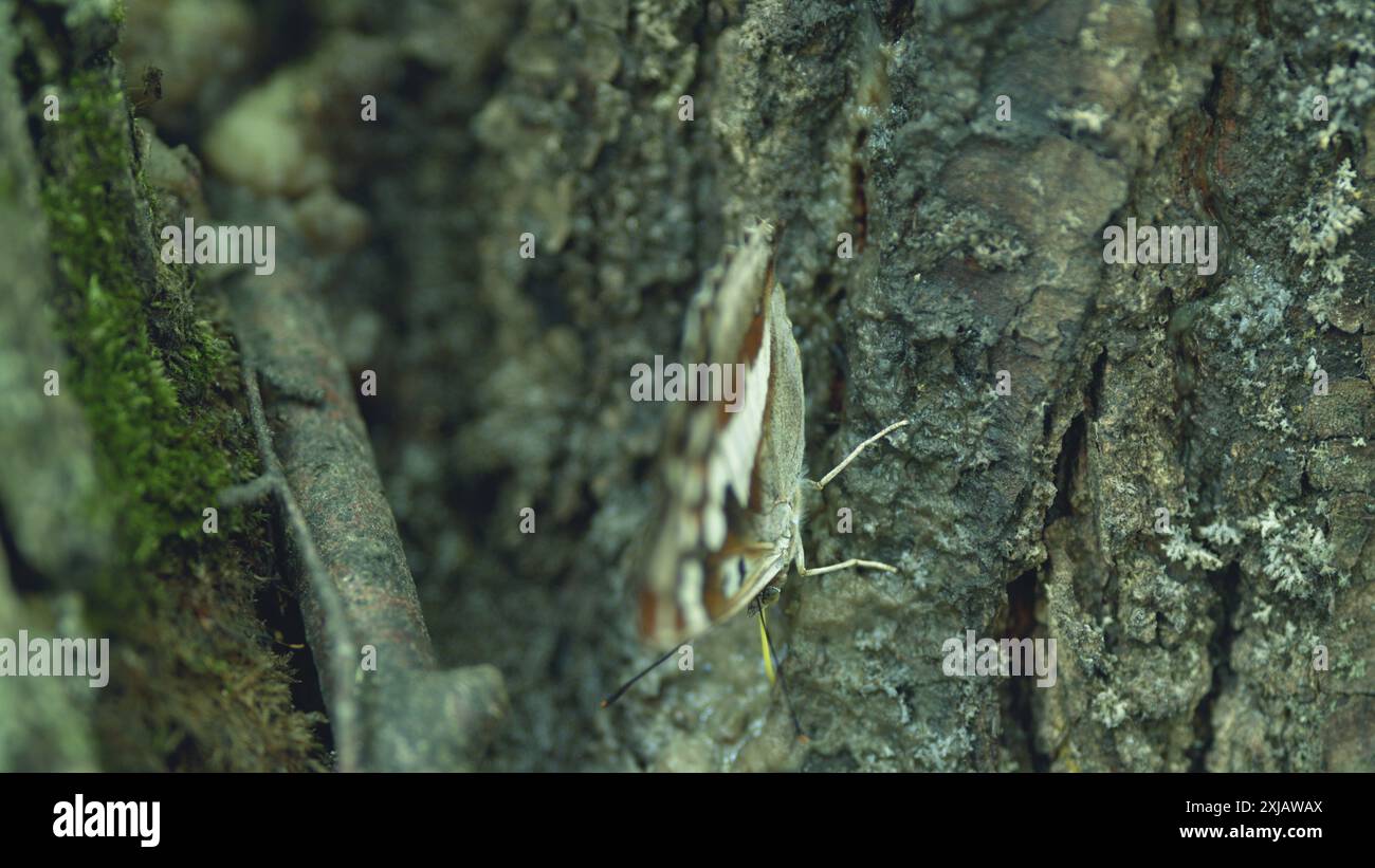 A butterfly flaps its wings hi-res stock photography and images - Alamy