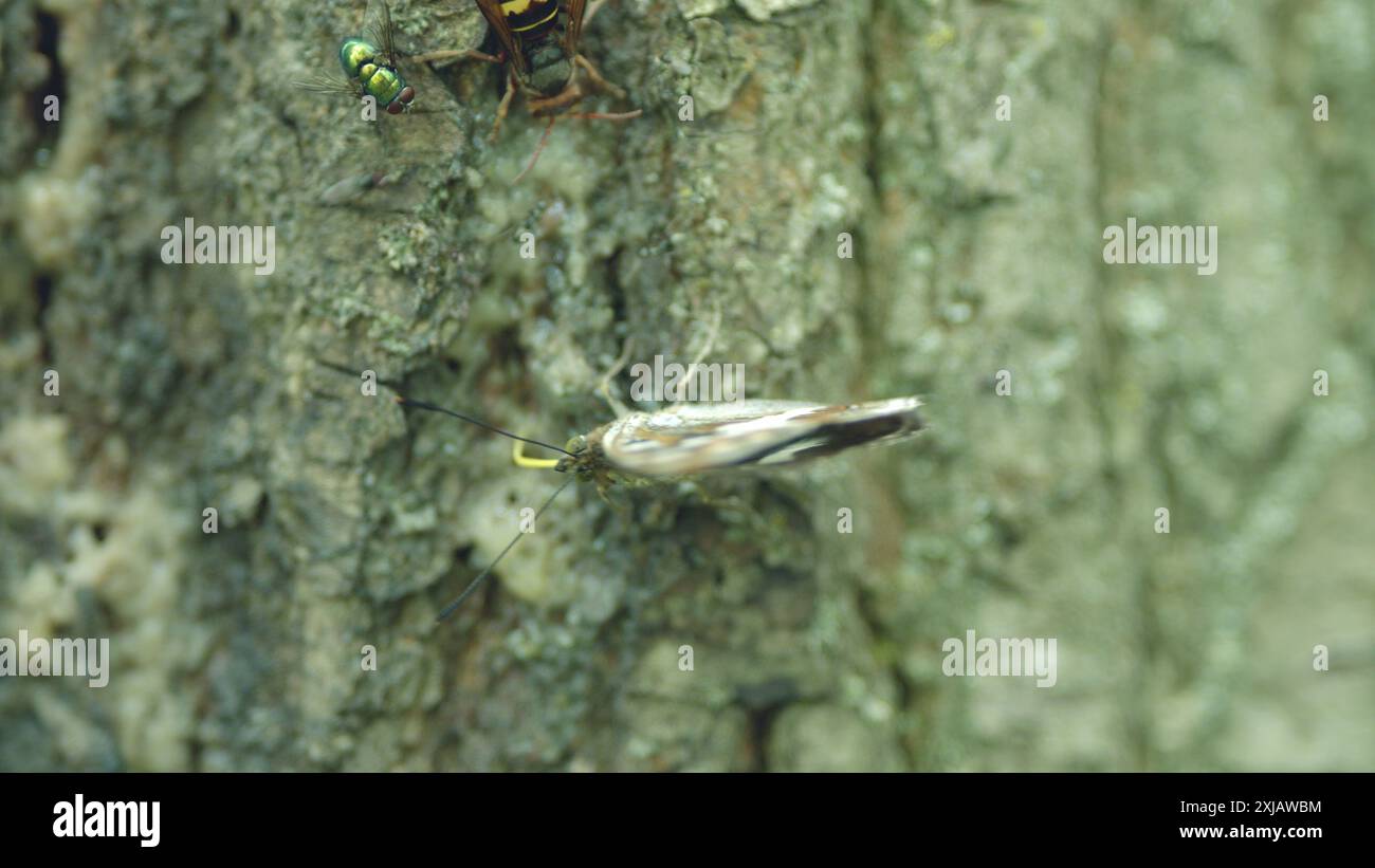 Close up. Butterfly Amur Purple or Apatura iris amurensis in sun on a ...