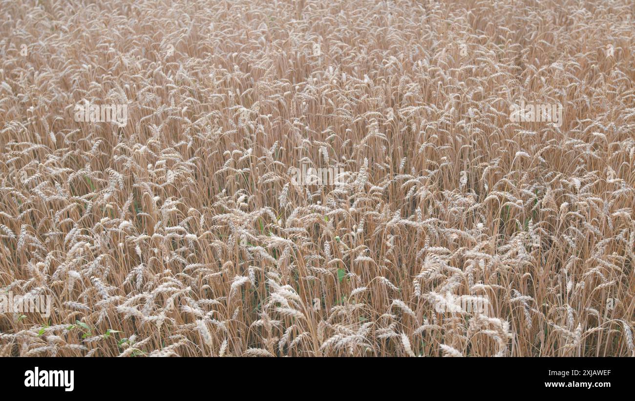 Rack focus. Fruitful year. Harvest time. Ears of wheat have not ripened ...