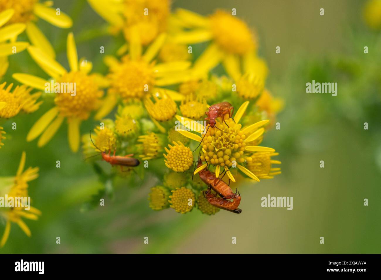 Common Red Soldier Beetles (Rhagonycha fulva) on Ragwort (Senecio ...