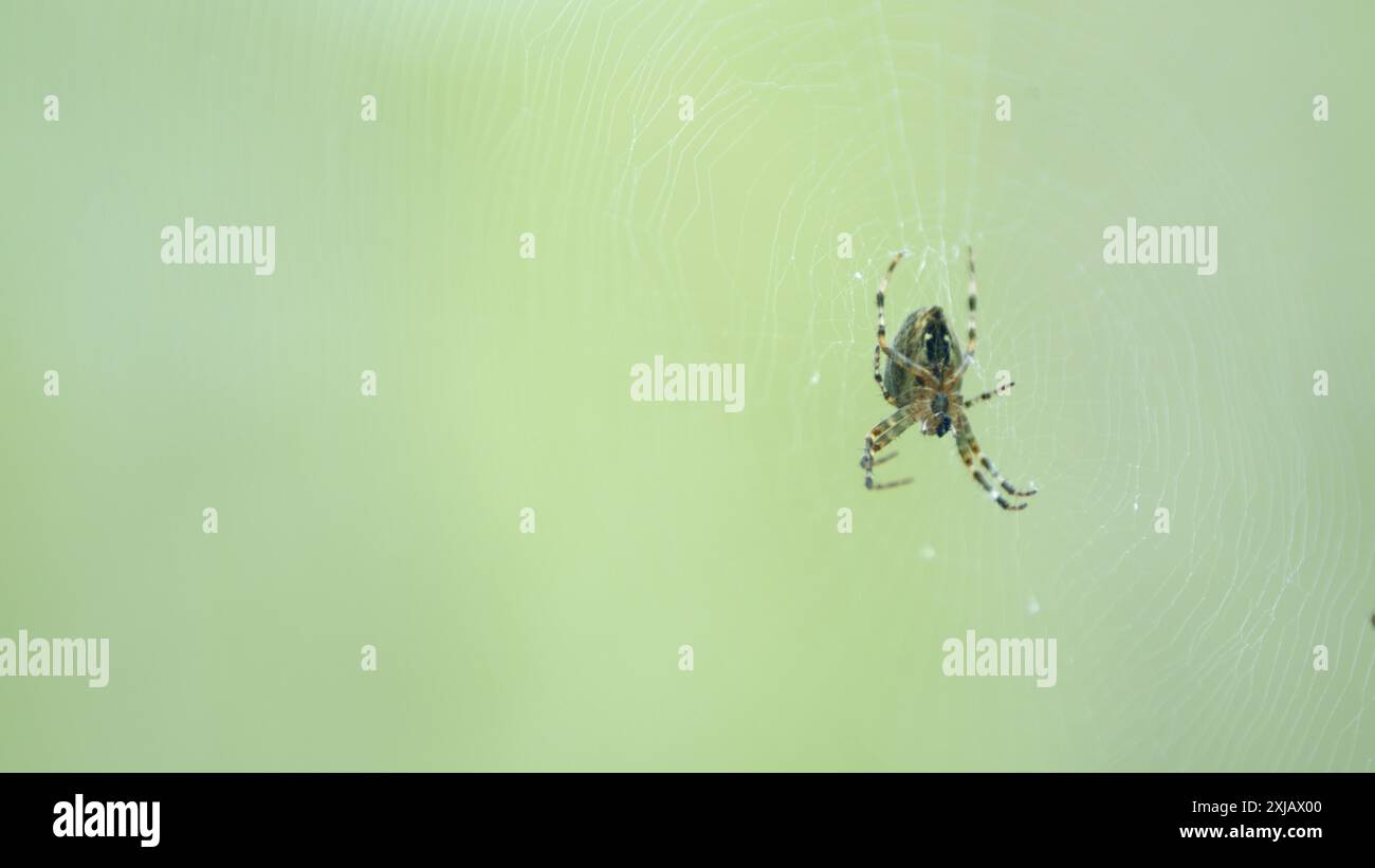 Close up. Garden cross spider with its prey. Cross spider araneus ...