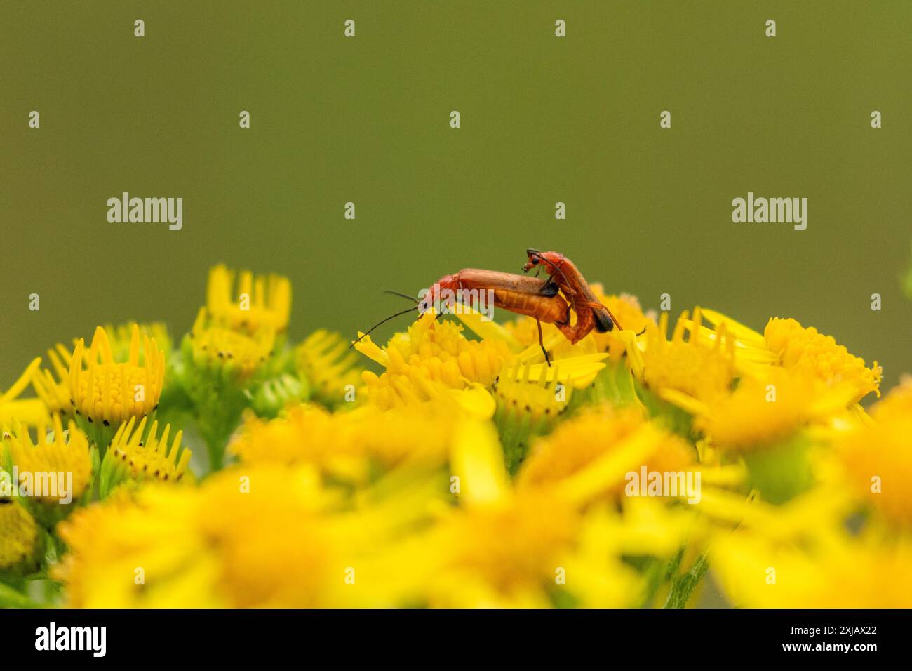 Common Red Soldier Beetles (Rhagonycha fulva) on Ragwort (Senecio ...
