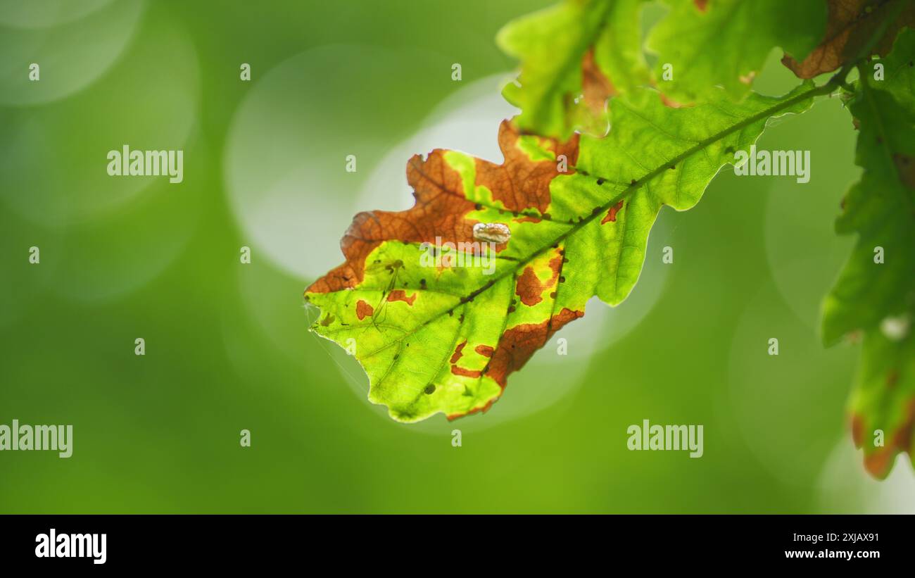 Slow motion autumn oak leaves hi-res stock photography and images - Alamy