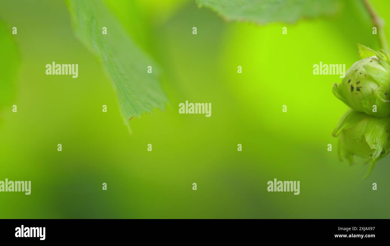 Slow motion. Nuts of hazelnut on a tree. Nuts is a good source of ...