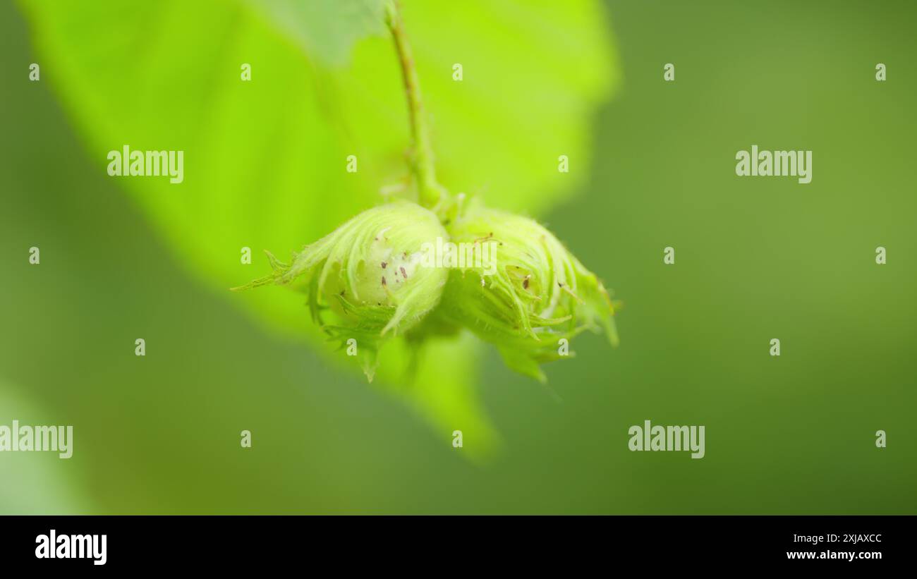 Slow motion. Hazelnuts in their clusters and leaves of common hazel ...