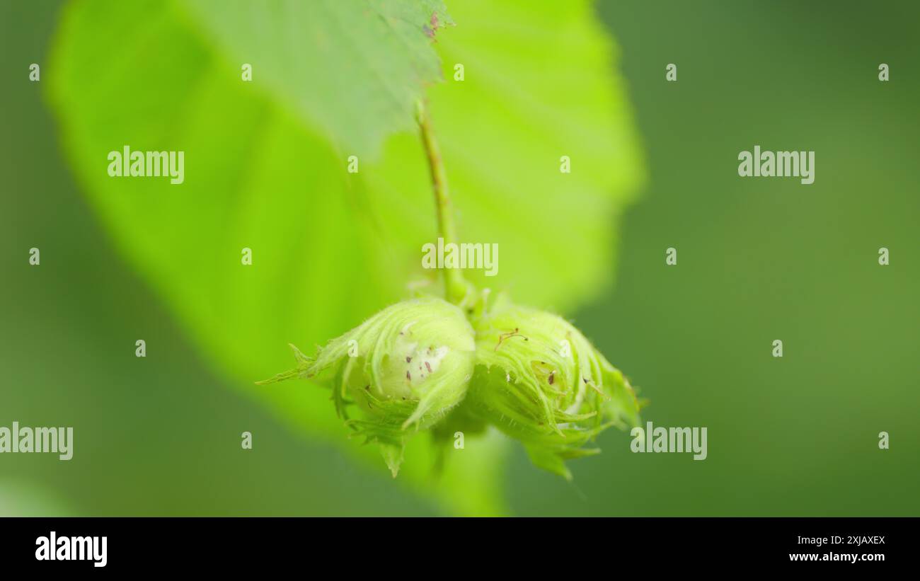 Slow motion. Nuts of hazelnut on a tree. Nuts is a good source of ...