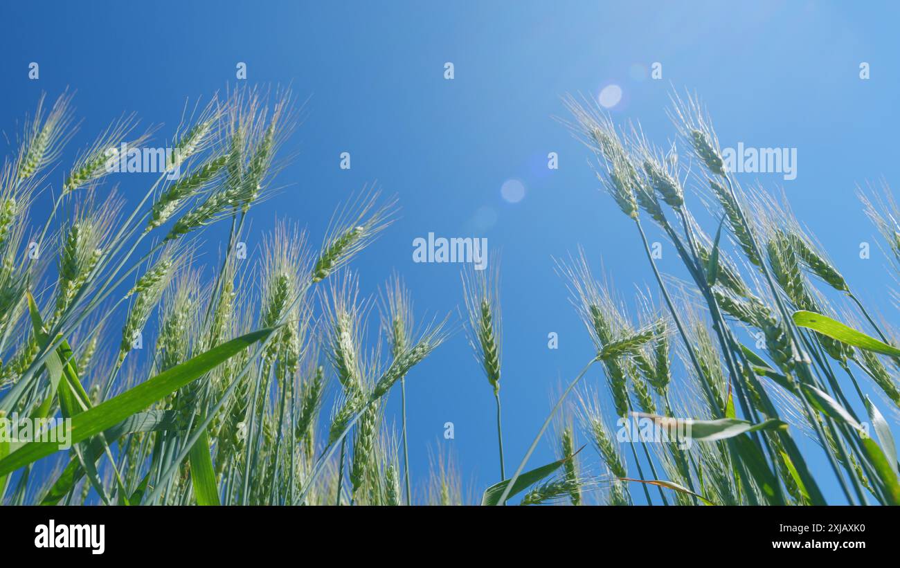 Slow motion backlit low angle hi-res stock photography and images - Alamy