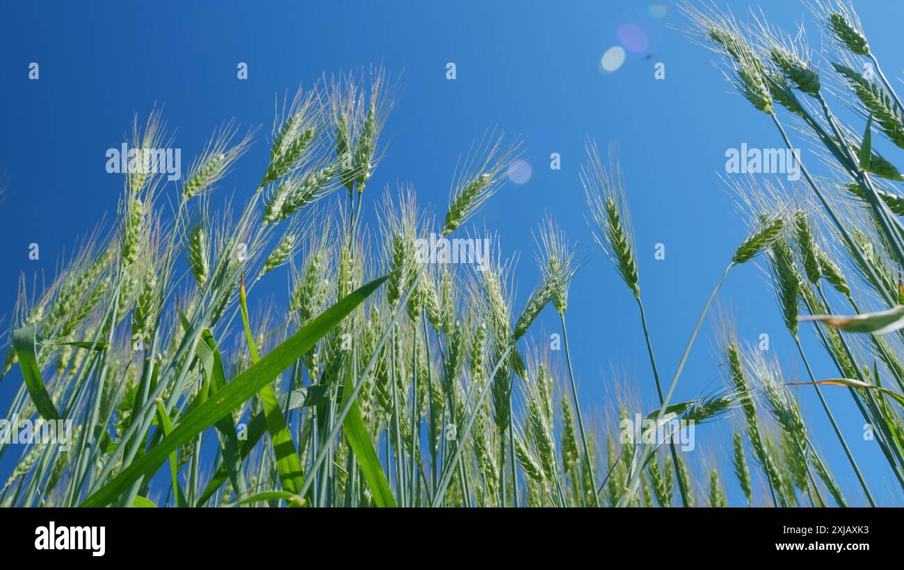 Beautiful blue sky. Green wheat field, ears of wheat swaying from ...