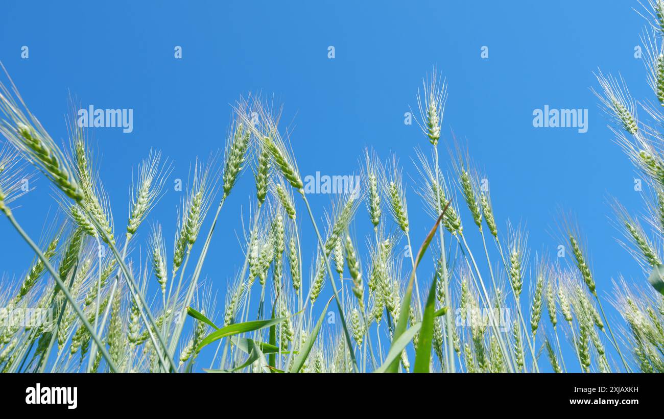 Low anlgle view. Wheat field, green golden ears of wheat swaying from ...